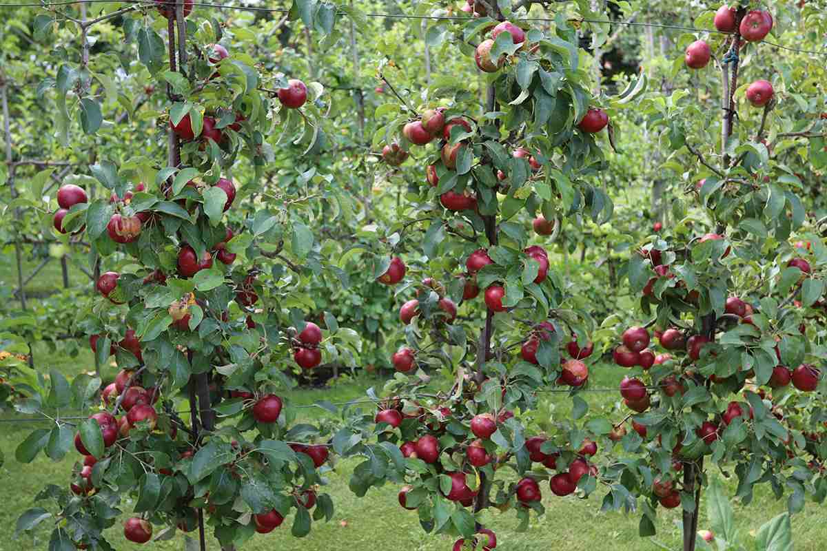 Jablka bez chemie - trvaleudrzitelnezemedelstvi.cz