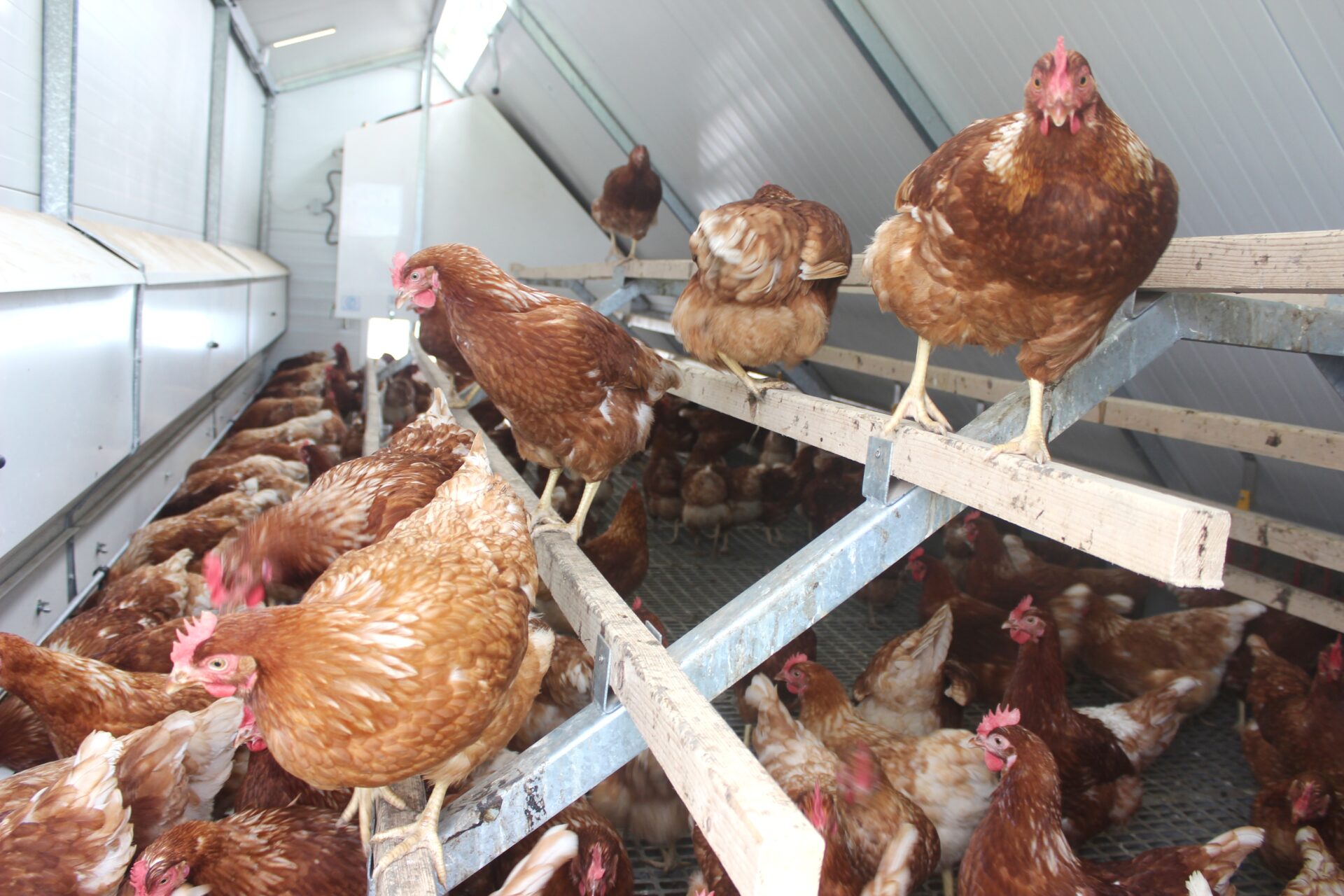 Chov slepic v mobilním kurníku - trvaleudrzitelnezemedelstvi.cz